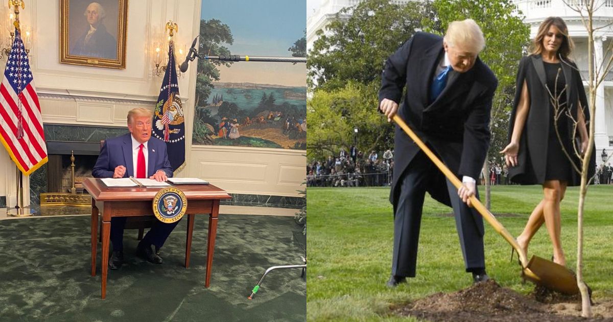 America’s Most Famous Houseplant Vanishes — What Did Trump do With it?