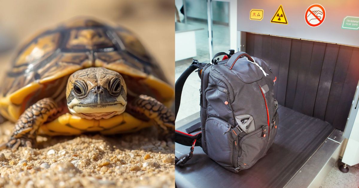 TSA Reveals the Most Ridiculous Packing Choices — From Live Turtles to ...