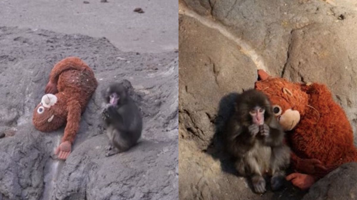 Internet-Famous Monkey Incident Ends in Arrests and New Restrictions in ...