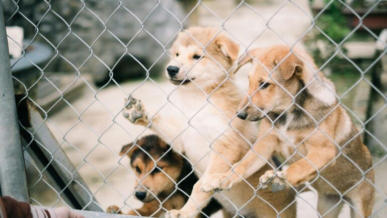 Animal Rescue Fraud Investigation Exposes One No Kill Shelter's Dog ...